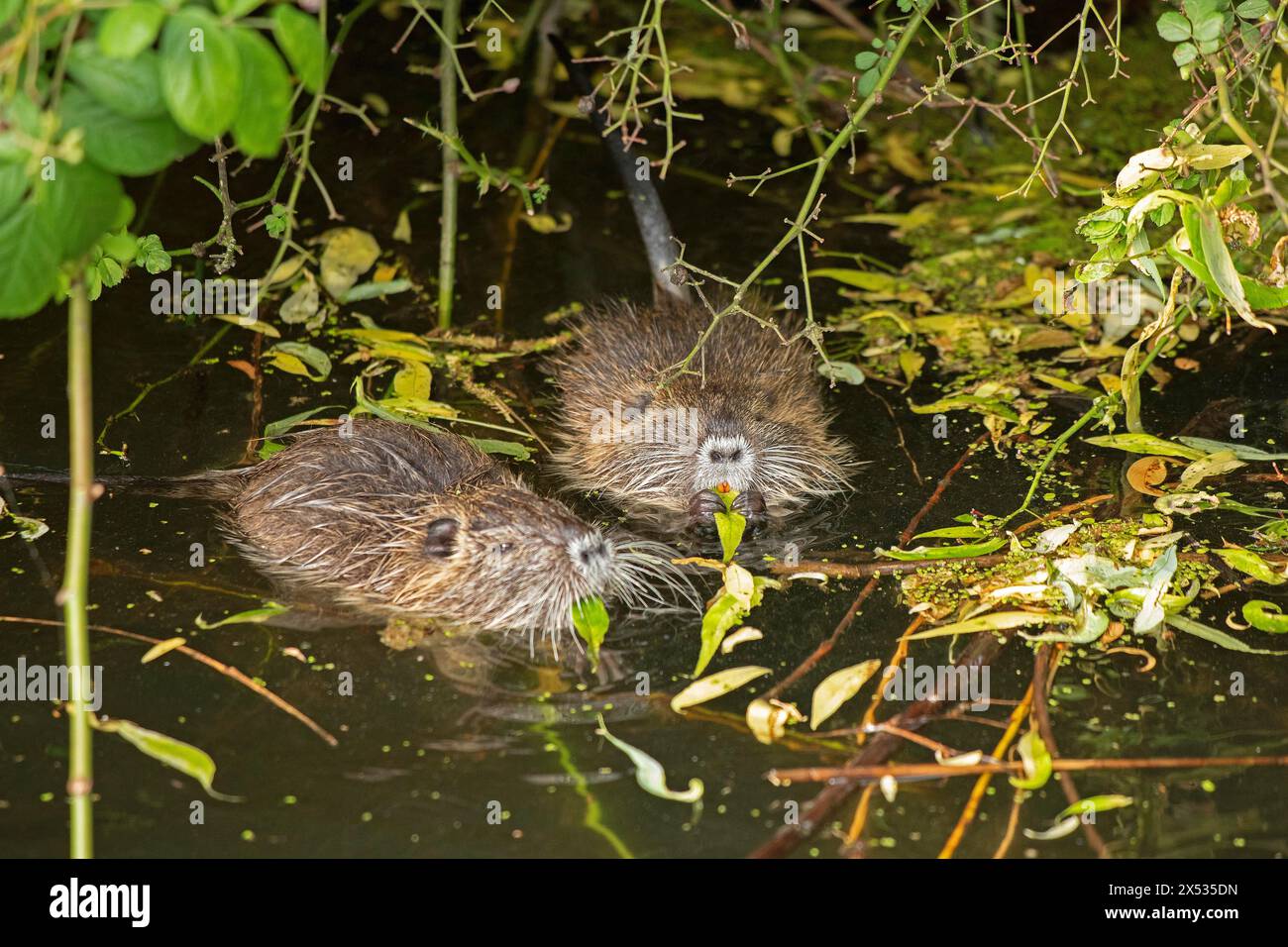 Two Nutria (Myocastor coypus) young animals eating leaves, Wilhelmsburg ...