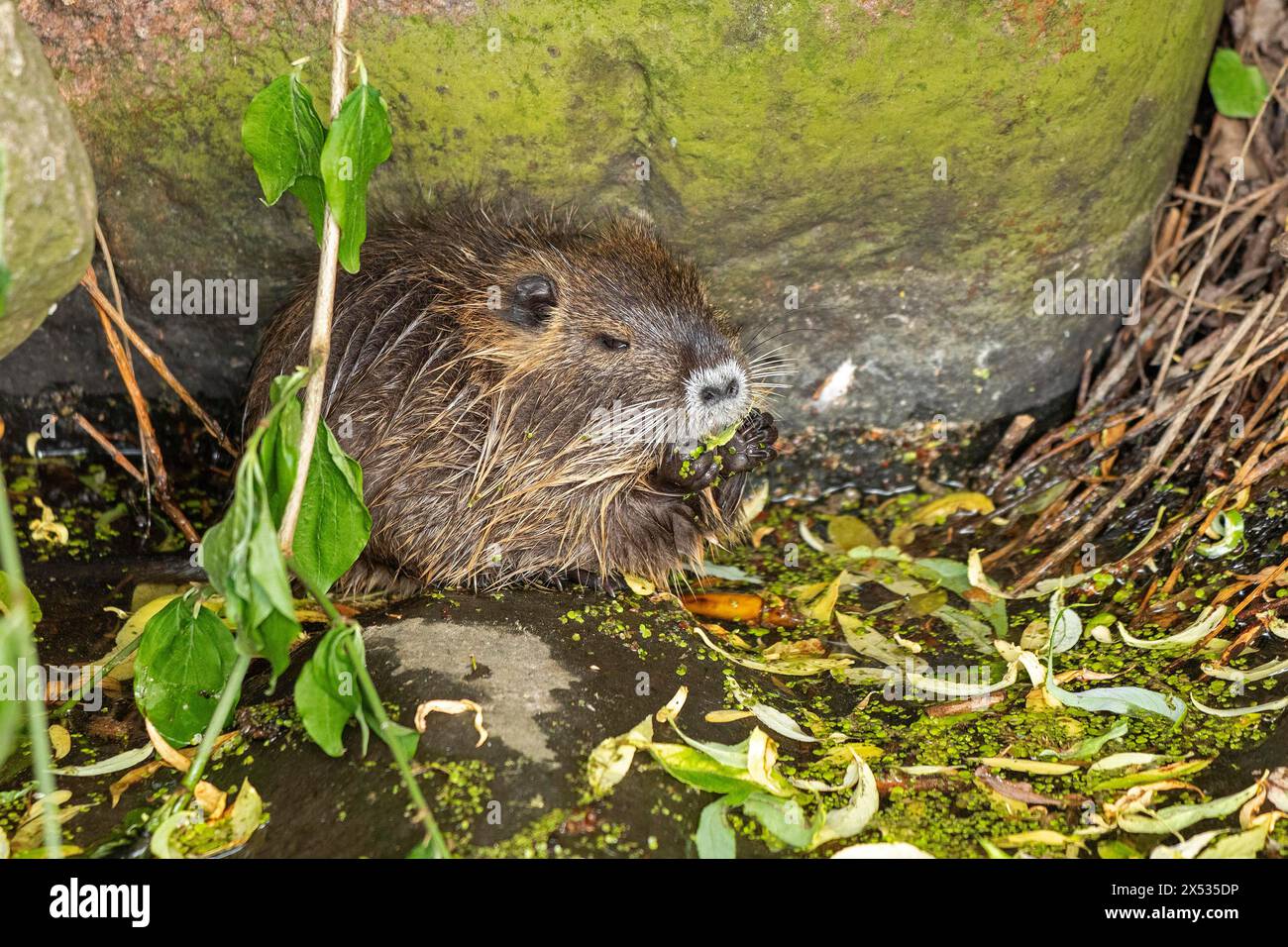 Nutria (Myocastor coypus) young animal eating leaf, Wilhelmsburg ...