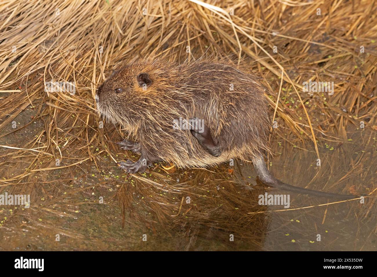 Nutria (Myocastor coypus) young animal, scratching itself, Wilhelmsburg ...