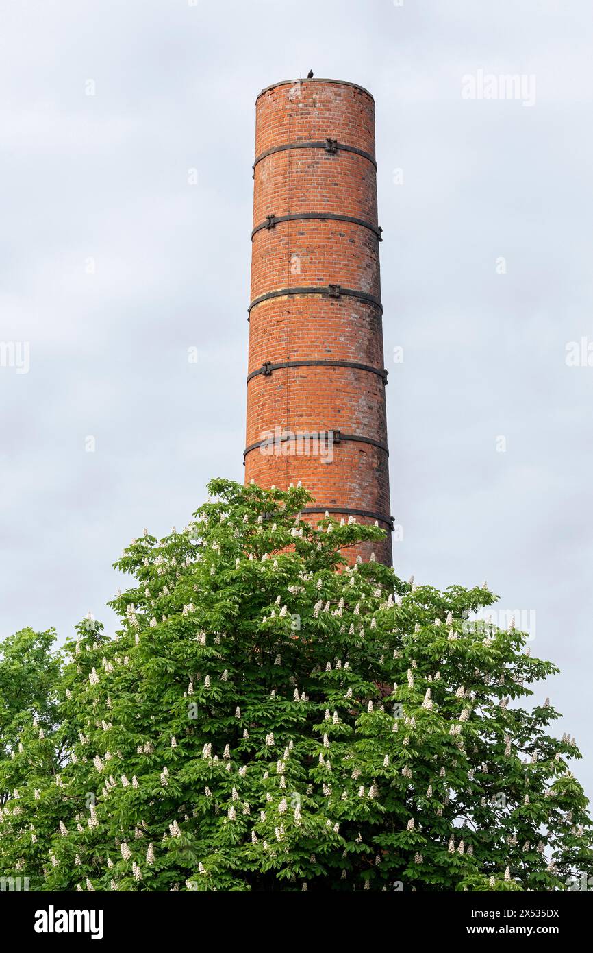 Chimney, tree, chestnut, former honey factory, Wilhelmsburg, Hamburg ...