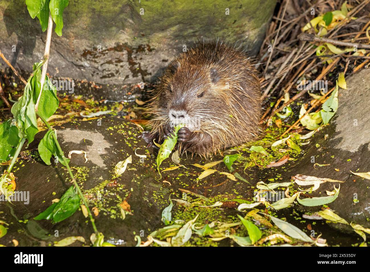 Nutria (Myocastor coypus) young animal eating leaf, Wilhelmsburg ...