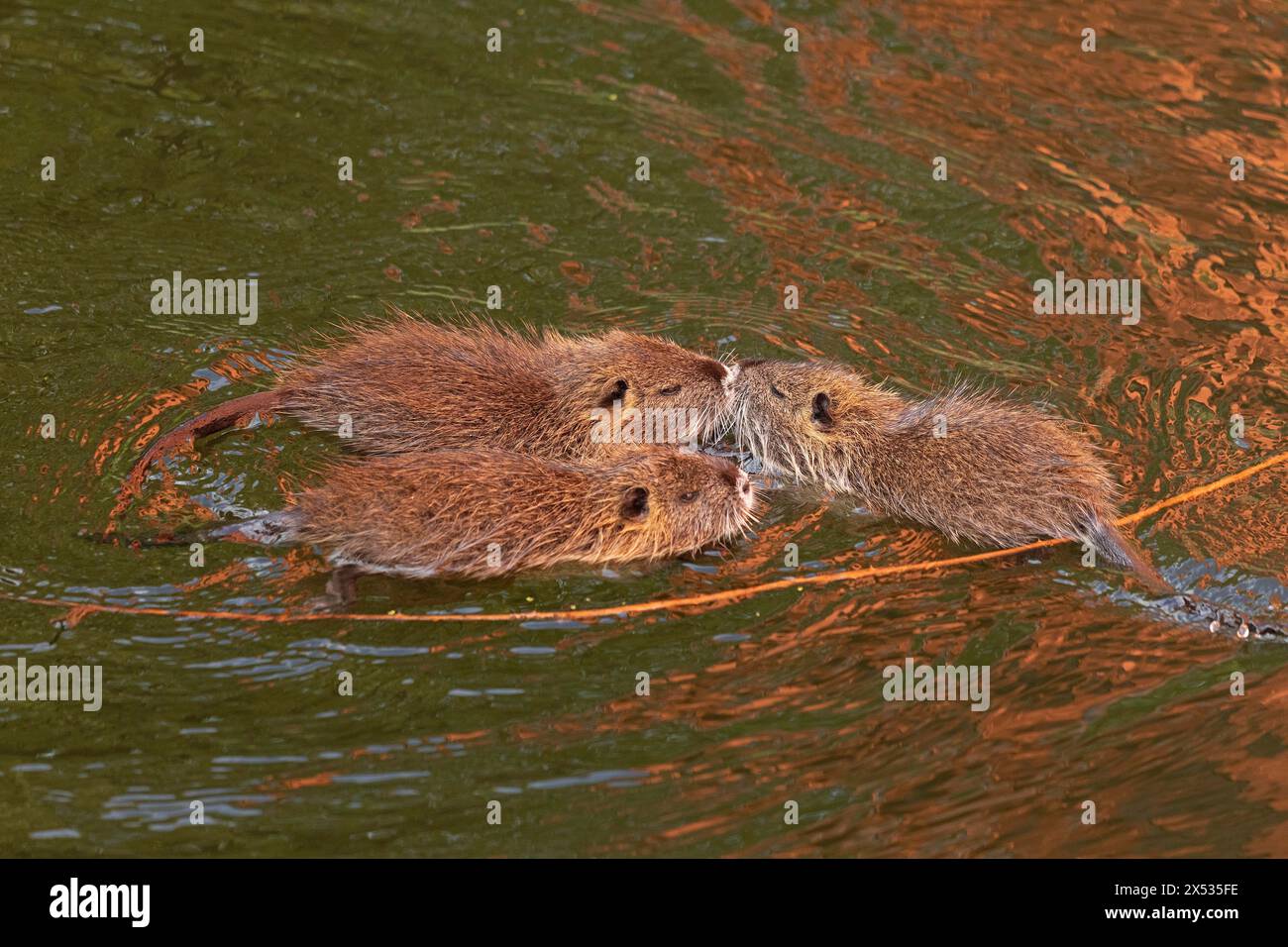 Three Nutria (Myocastor coypus) young animals poking their snouts ...