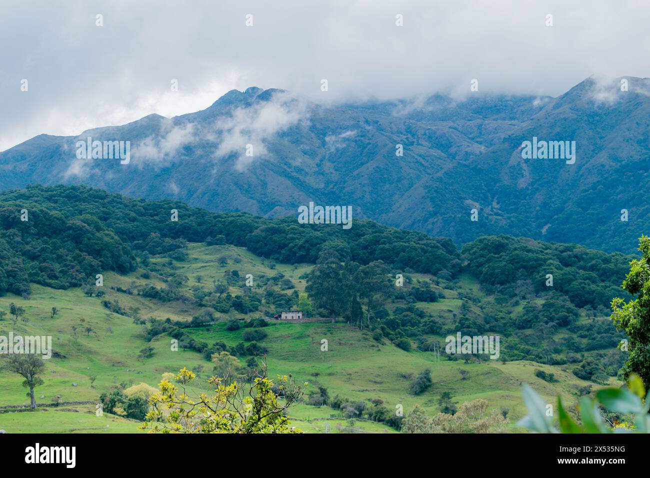 WOODED WATERLAND LANDSCAPE IN COLOMBIA WITH CROPS IN THE LOWER PART OF ...