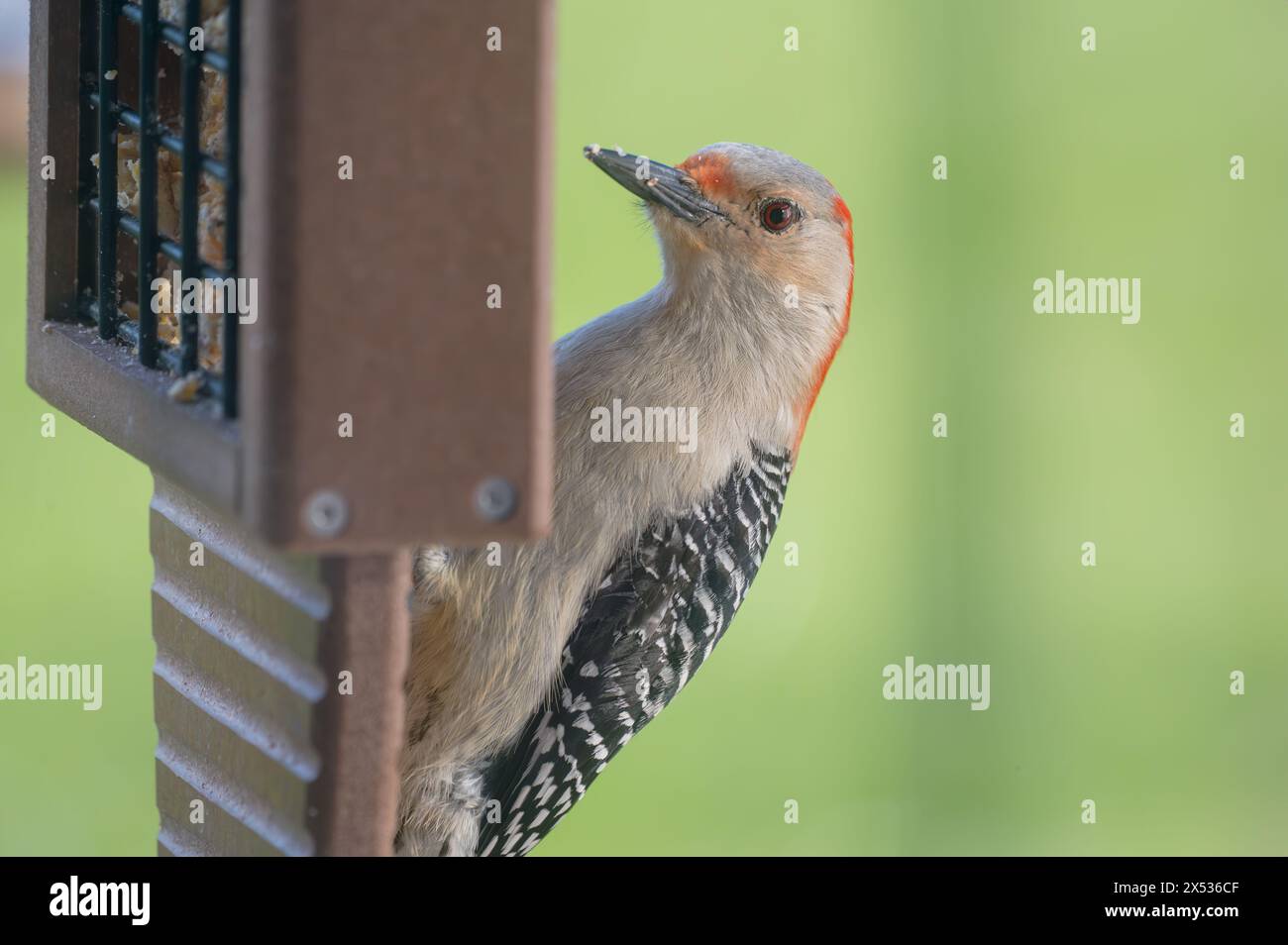 Close-up Red-bellied Woodpecker at Feeder Melanerpes carolinus Stock ...