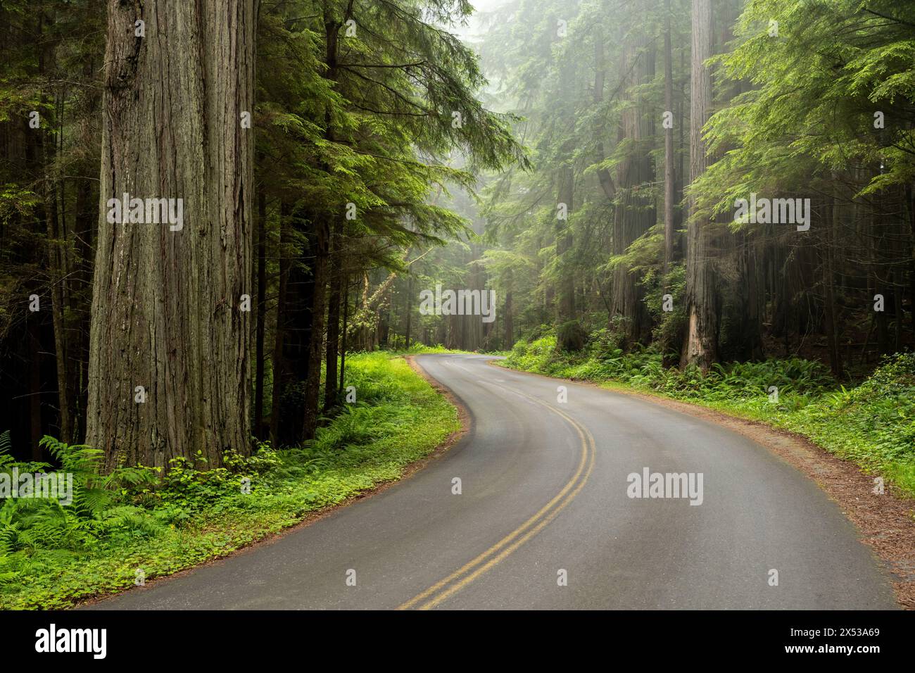 Drive through redwood national park hi-res stock photography and images ...