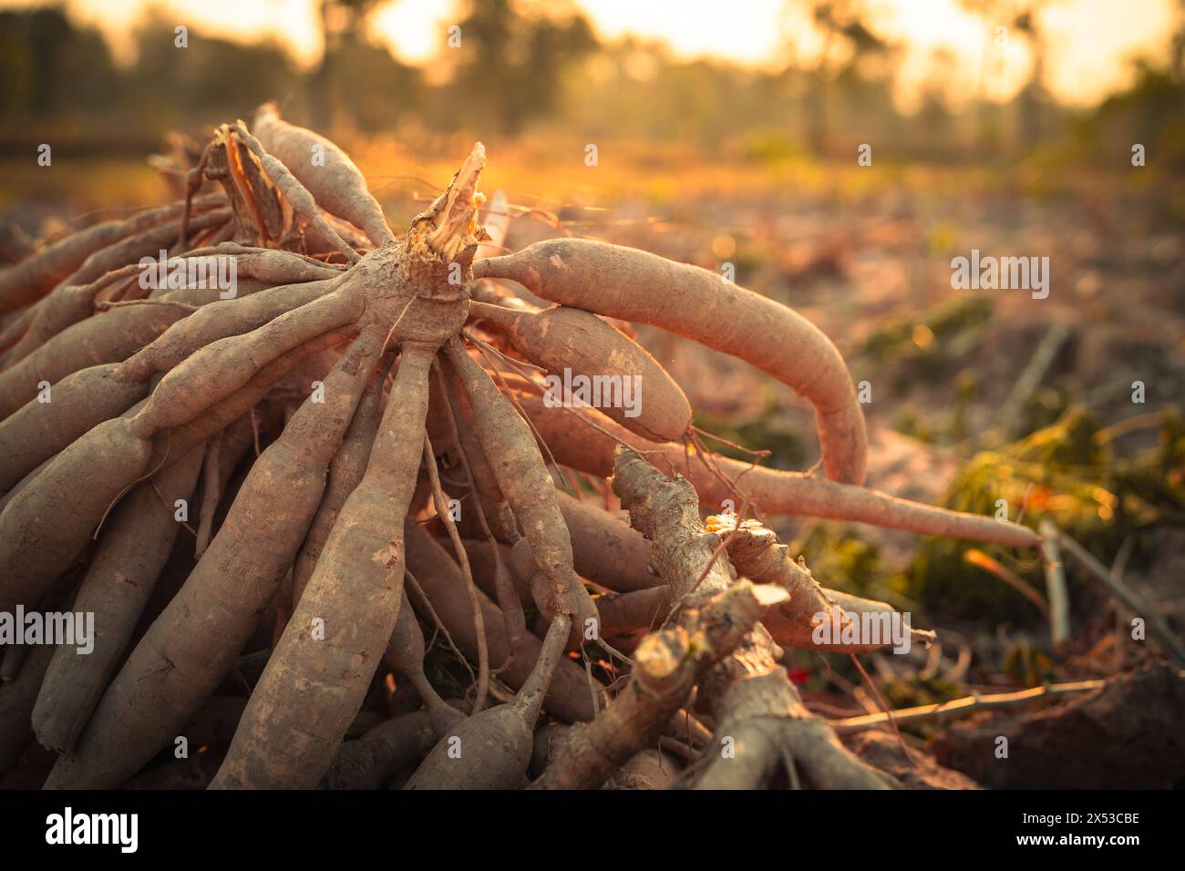 Cassava roots. Sustainable agriculture. Cassava root in tropical ...