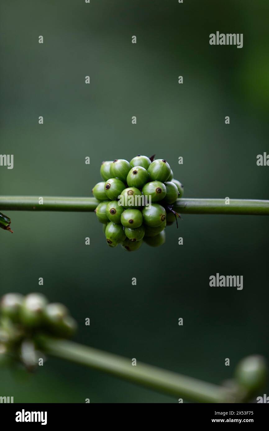 Coffee berries on tthe tree, Railaco, Timor-Leste Stock Photo - Alamy