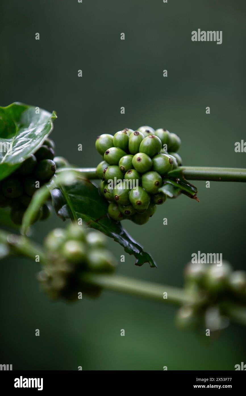 Kopi tree hi-res stock photography and images - Alamy