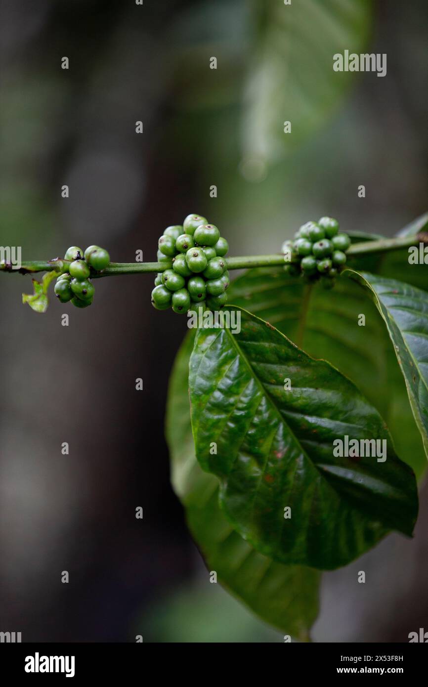 Kopi tree hi-res stock photography and images - Alamy