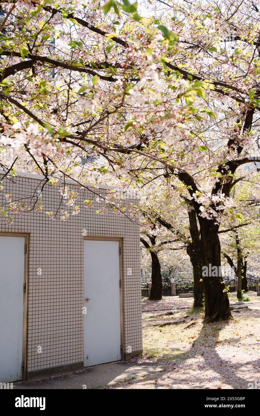 Tenjin Central Park spring cherry blossoms in Fukuoka, Japan Stock ...