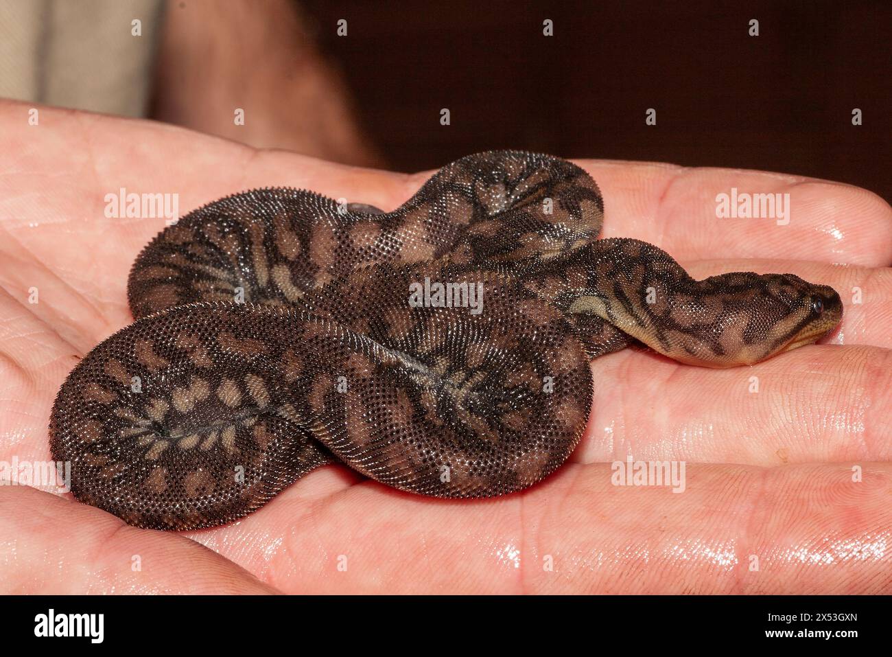 File snake hi-res stock photography and images - Alamy