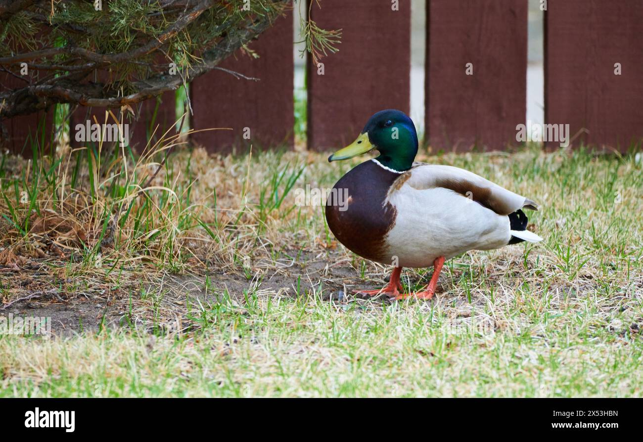Serenity on the Water: A Photoshoot with the Majestic Mallard Duck ...