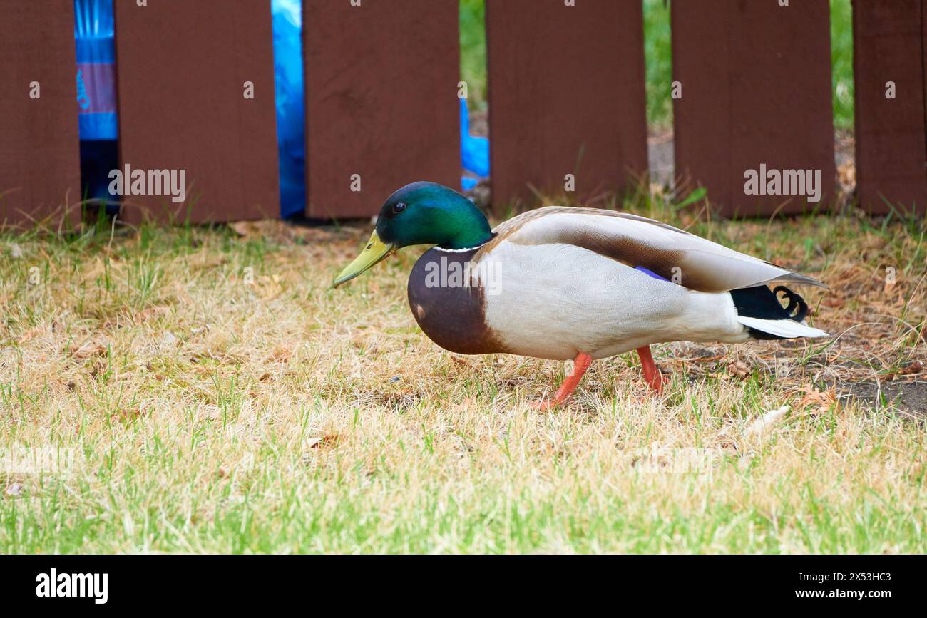 Serenity on the Water: A Photoshoot with the Majestic Mallard Duck ...