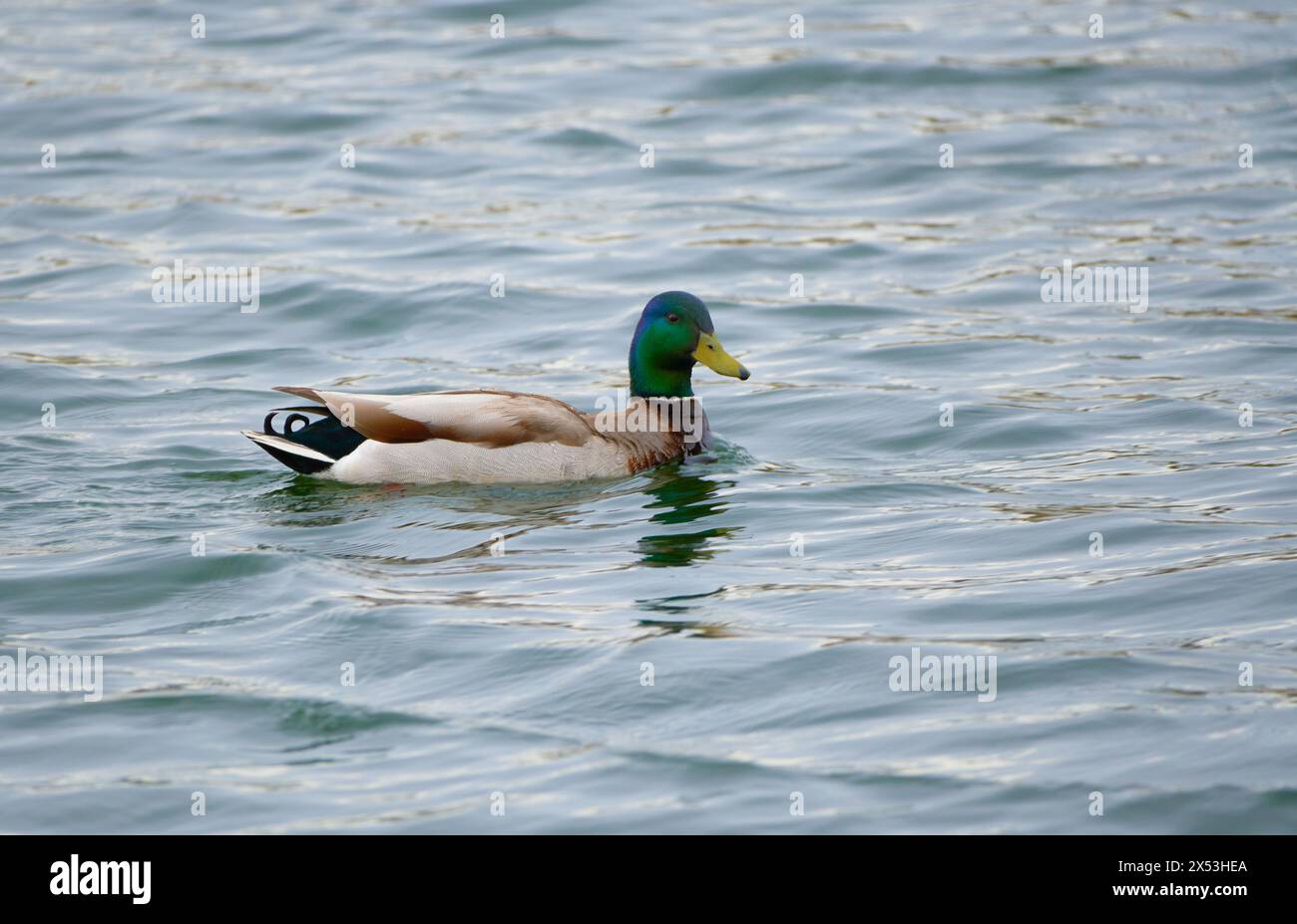 Serenity on the Water: A Photoshoot with the Majestic Mallard Duck ...