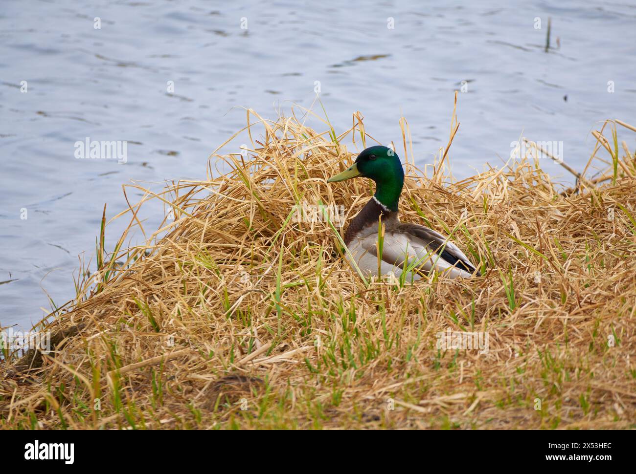 Serenity on the Water: A Photoshoot with the Majestic Mallard Duck ...