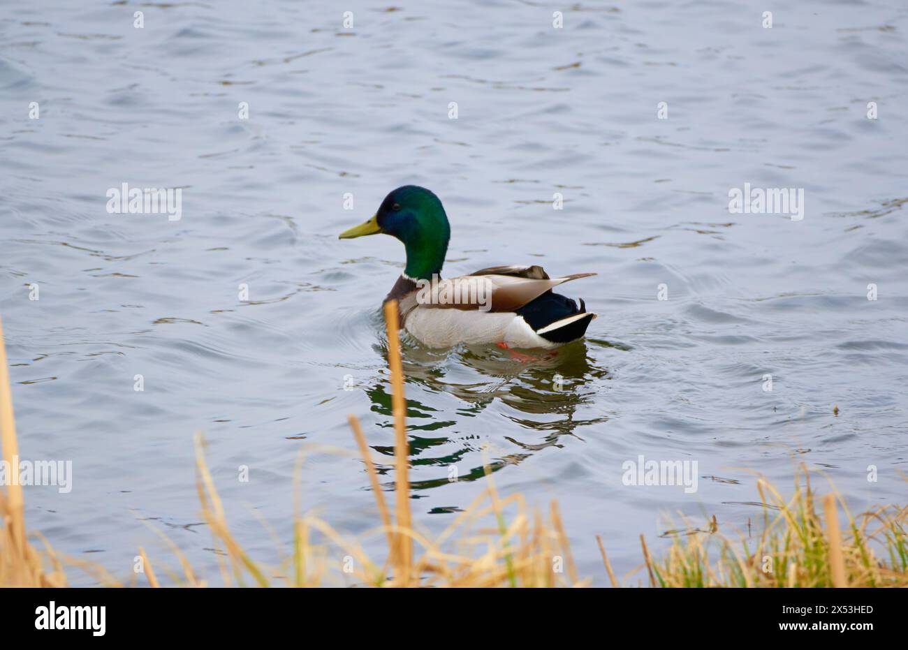Serenity on the Water: A Photoshoot with the Majestic Mallard Duck ...