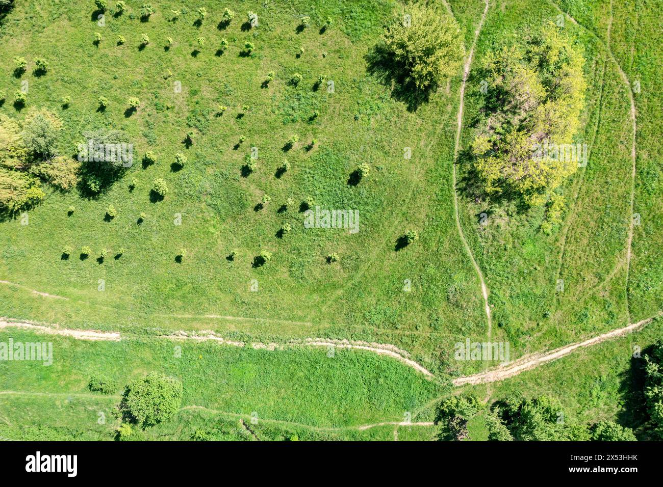 aerial top view of summer green meadow landscape with trees and walking ...