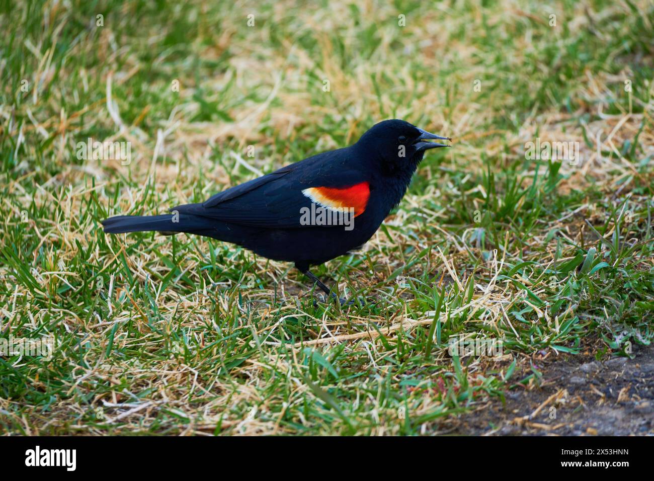 Sergeant Blackbird: Exploring the Wilderness of Canada's Migratory ...