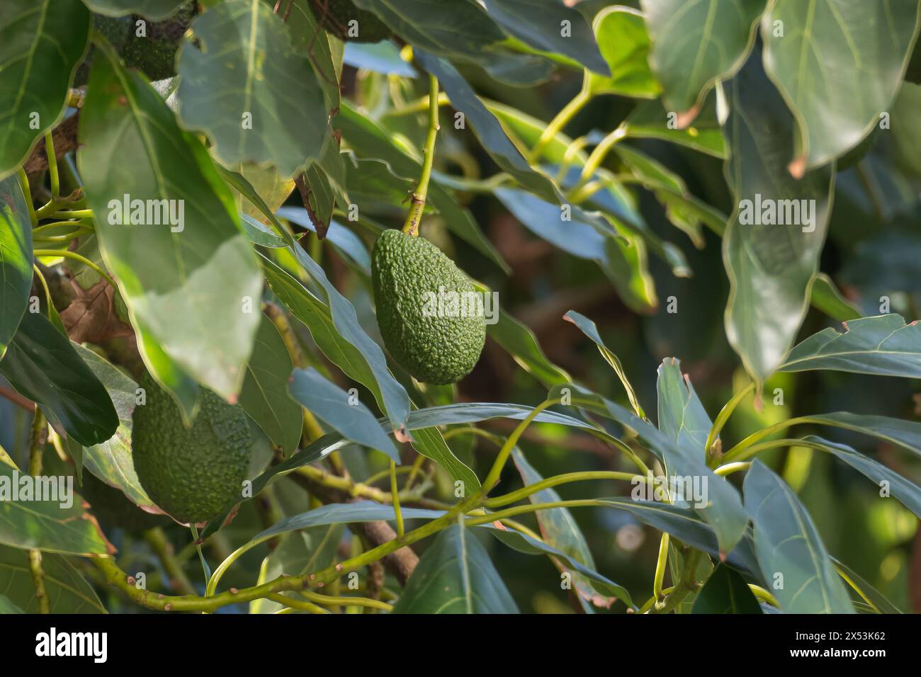 Avocado fruit hanging on tree branch with natural sunlight filtering ...