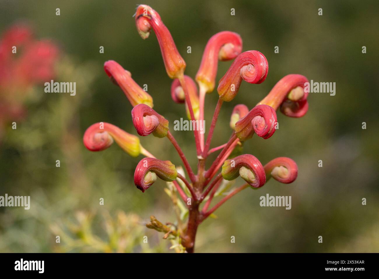 Grevillea sp. (spider flowers), Australian native plant Stock Photo - Alamy