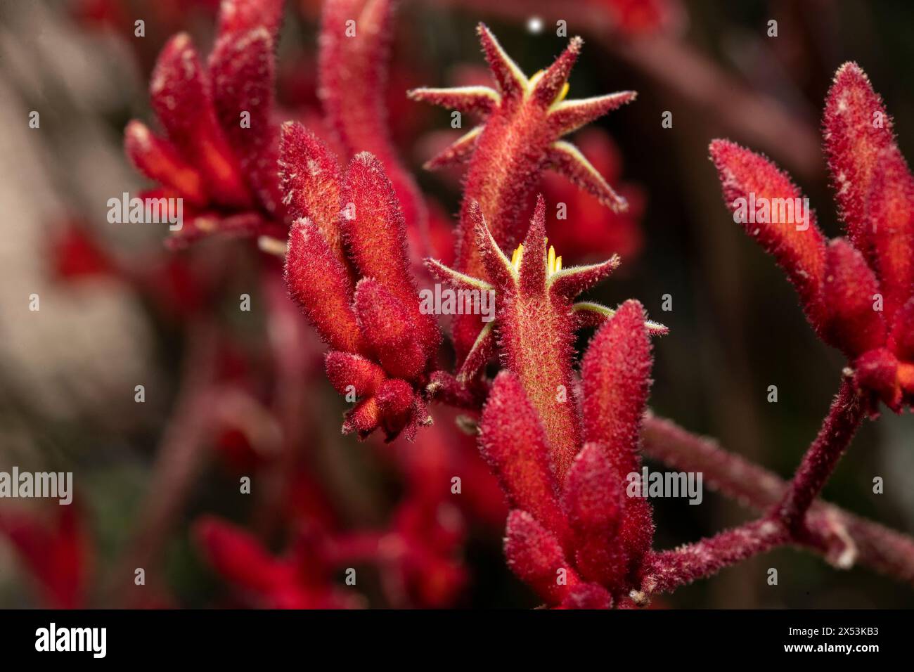 Flower of Australian native plant Kangaroo Paws (Anigozanthos sp Stock ...