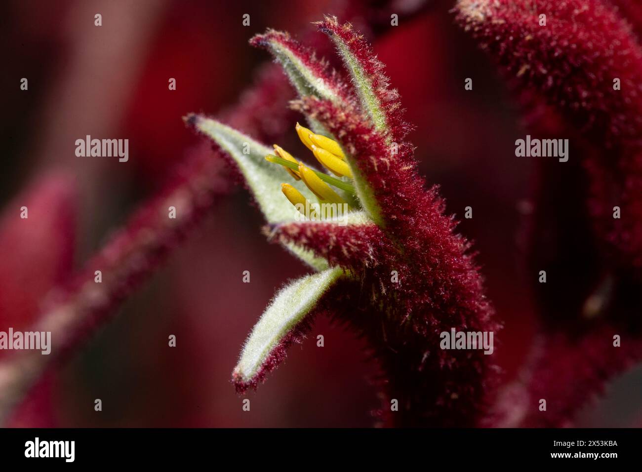 Flower of Australian native plant Kangaroo Paws (Anigozanthos sp Stock ...