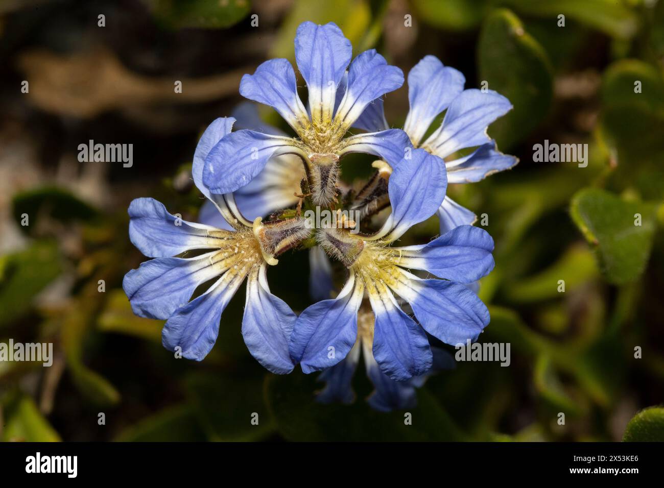 Scaevola calendulacea commonly known as dune fan-flower, Australian ...