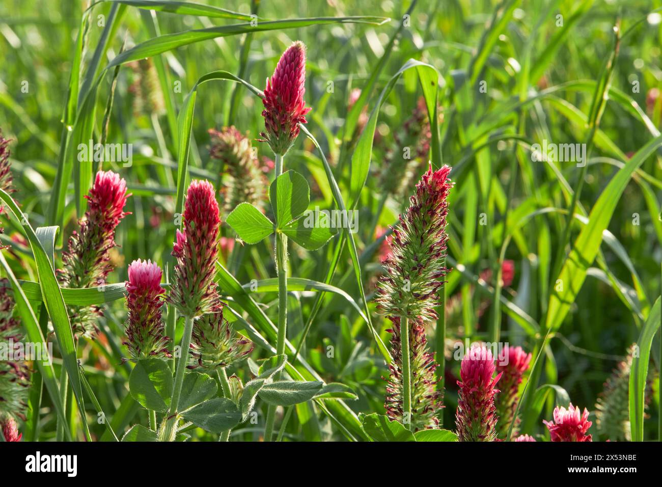 Reborn flower hi-res stock photography and images - Alamy