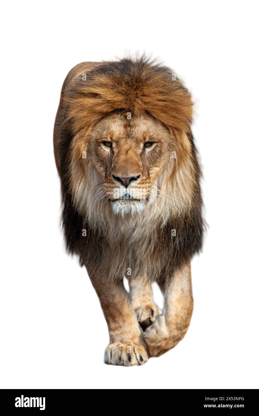 A majestic lion confidently strides across a plain white background ...
