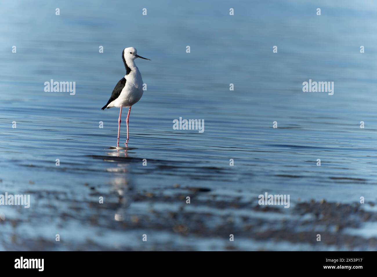 Pied stilt wading in shallows and searching for crab Stock Photo - Alamy