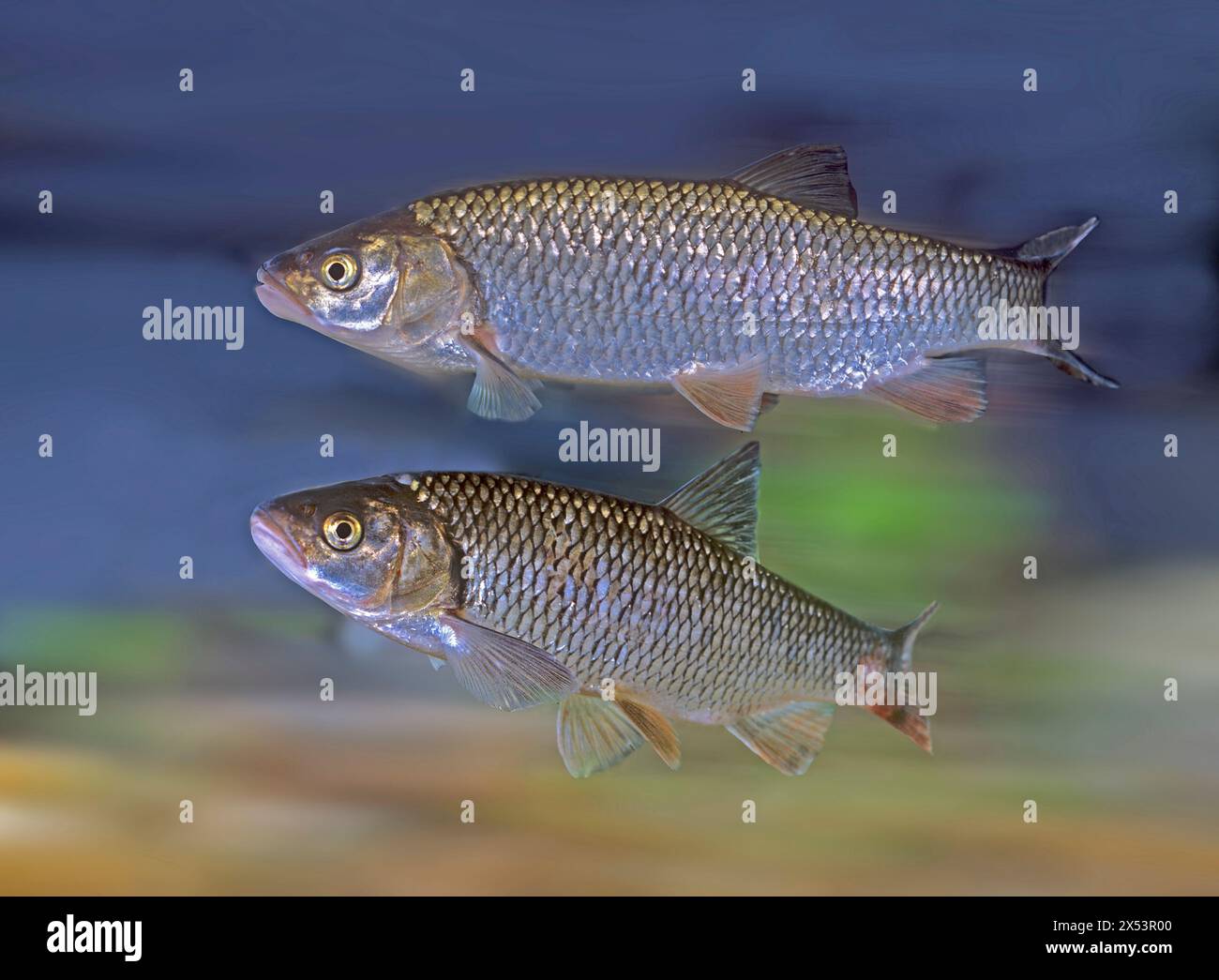 Two dace Leuciscus cephalus aquarium Stock Photo - Alamy