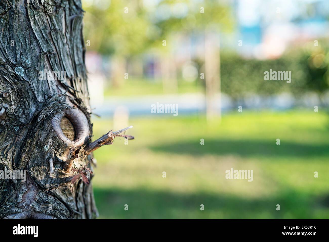 Selective focus of Tree bar in the park with nature bokeh for ...