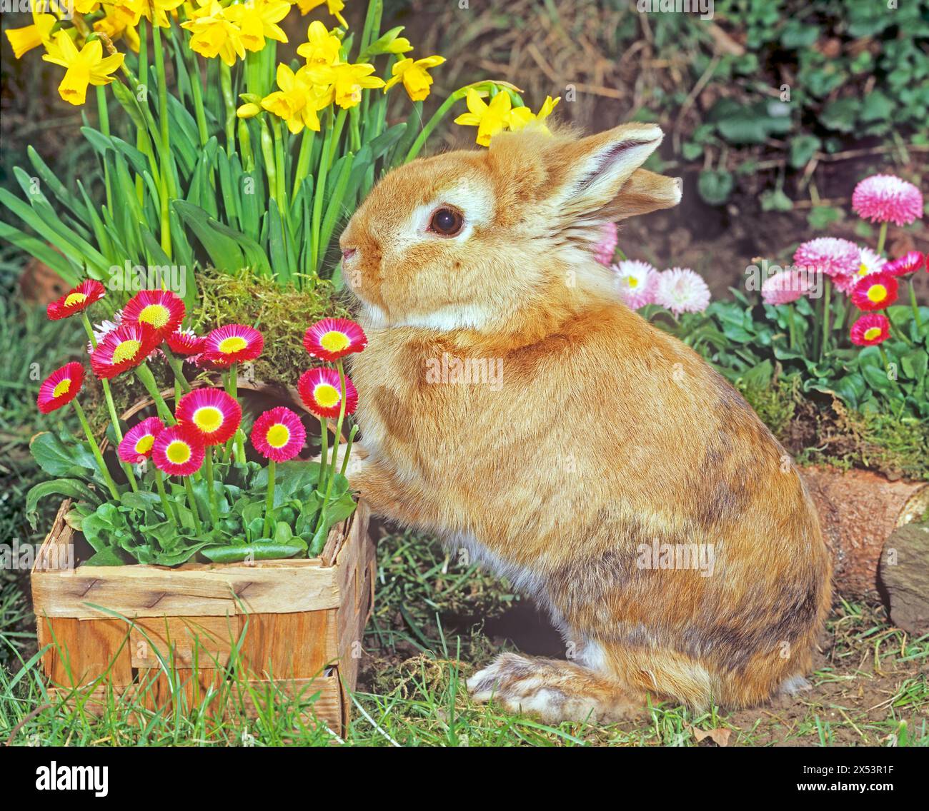 Dwarf rabbit in spring Stock Photo - Alamy