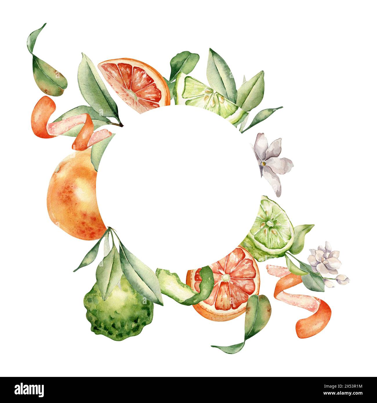 Circle frame with various citrus ripe and leaves. Jasmine and bergamot fruit branches watercolor ...