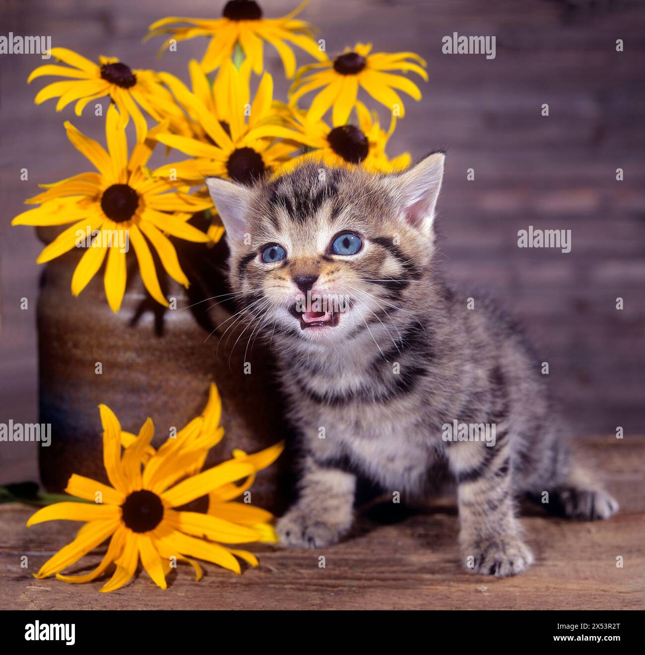 Tiny kitten, indoors, with vase and rudbeckias, miaowing Stock Photo ...