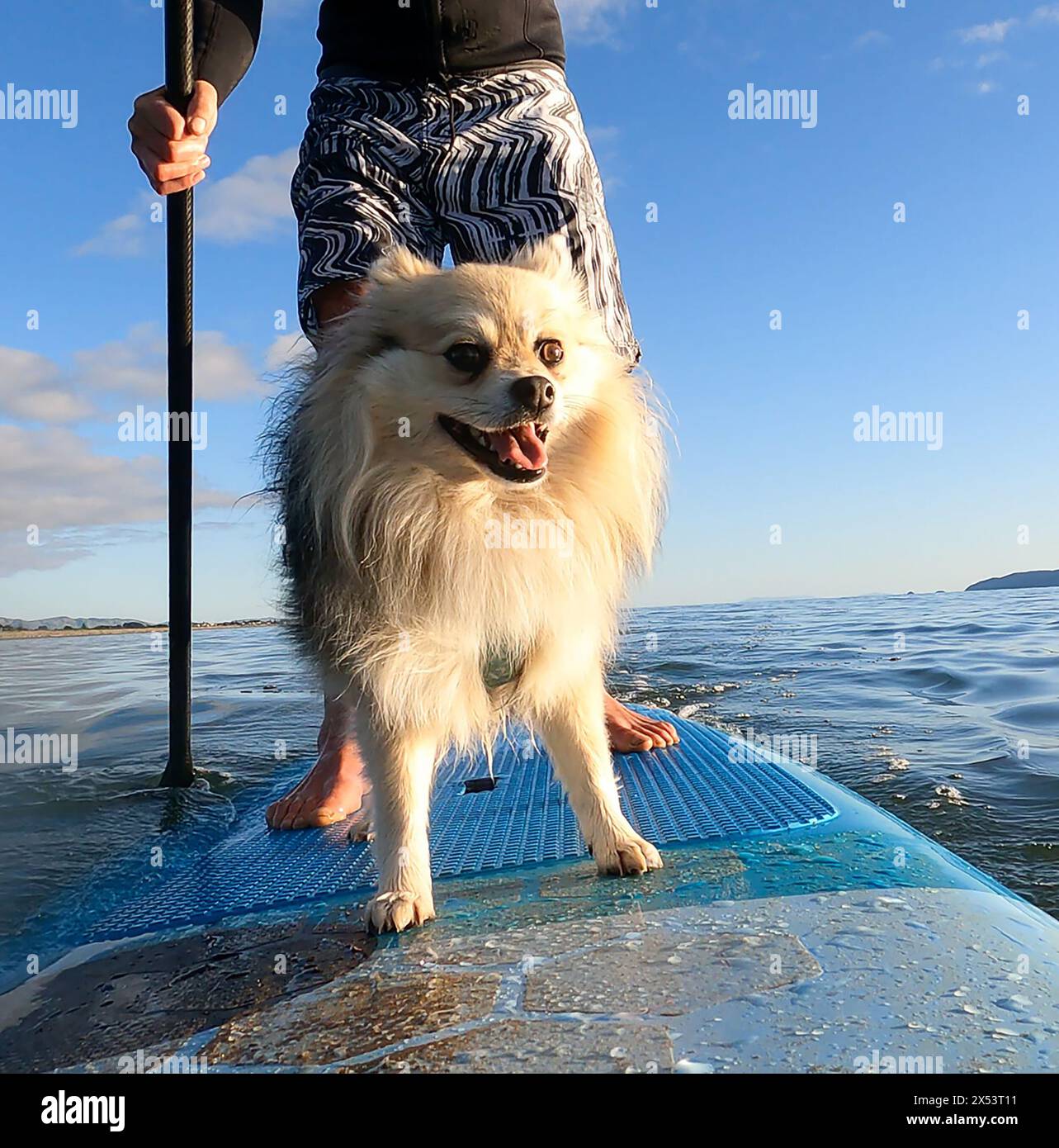 Man SUP paddle boarding with fluffy pet dog on ocean Stock Photo - Alamy