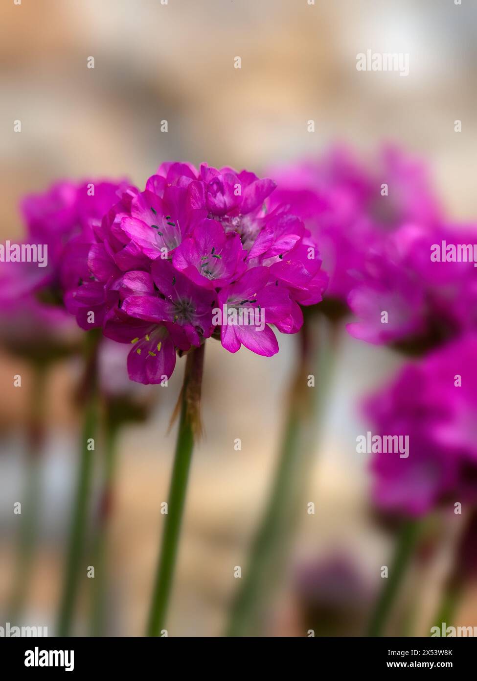 Closeup of flowers of Sea thrift (Armeria maritima 'Splendens') in a ...