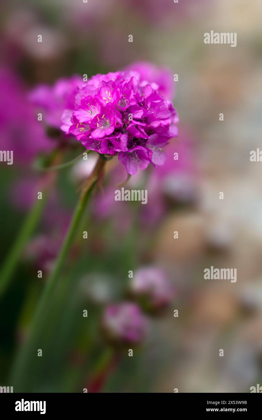 Closeup of flowers of Sea thrift (Armeria maritima 'Splendens') in a ...