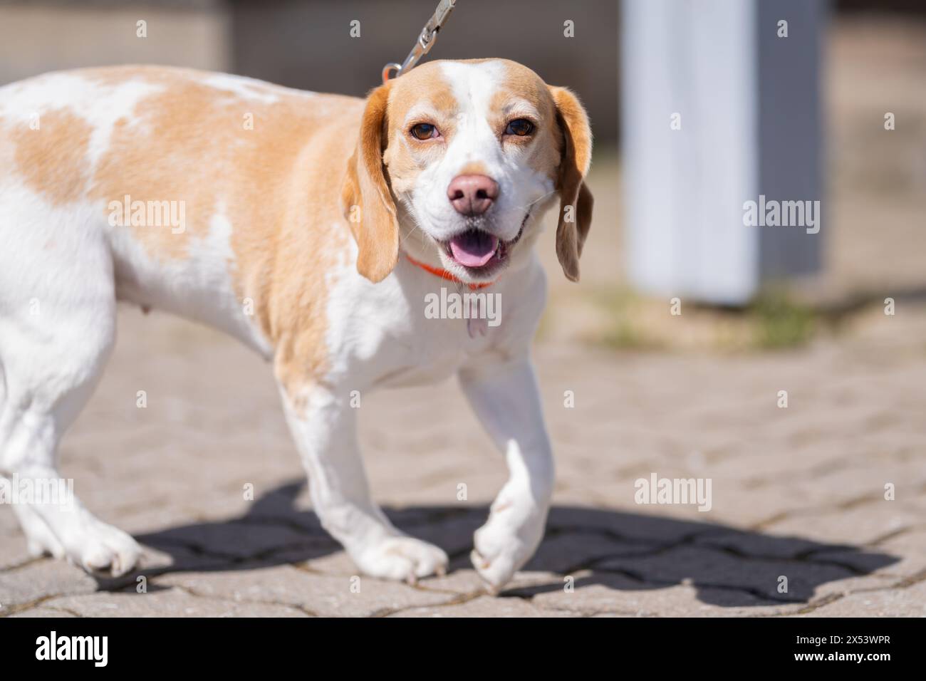 Outdoor Portrait of a beautiful Beagle dog. Beagle dog portrait in a ...