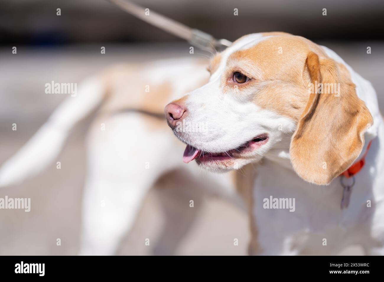 Outdoor Portrait of a beautiful Beagle dog. Beagle dog portrait in a ...
