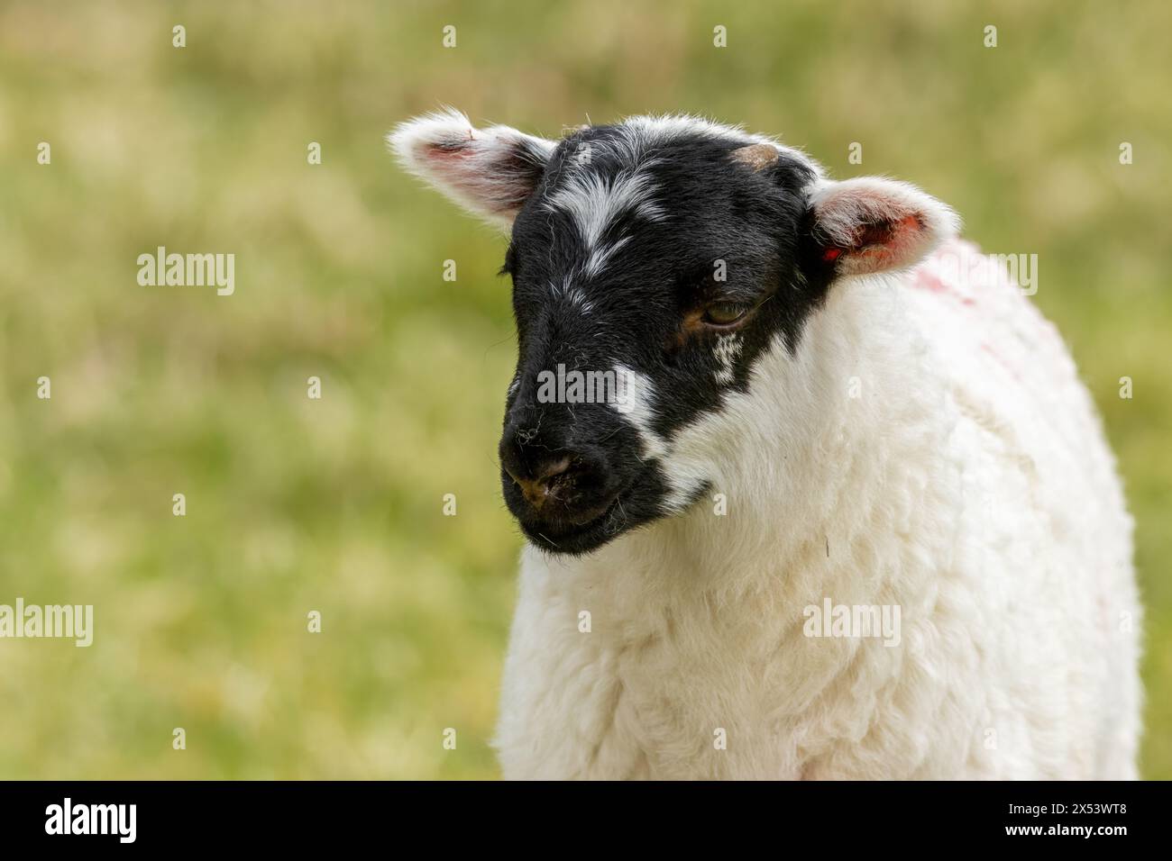 Baby lamb black face hi-res stock photography and images - Alamy