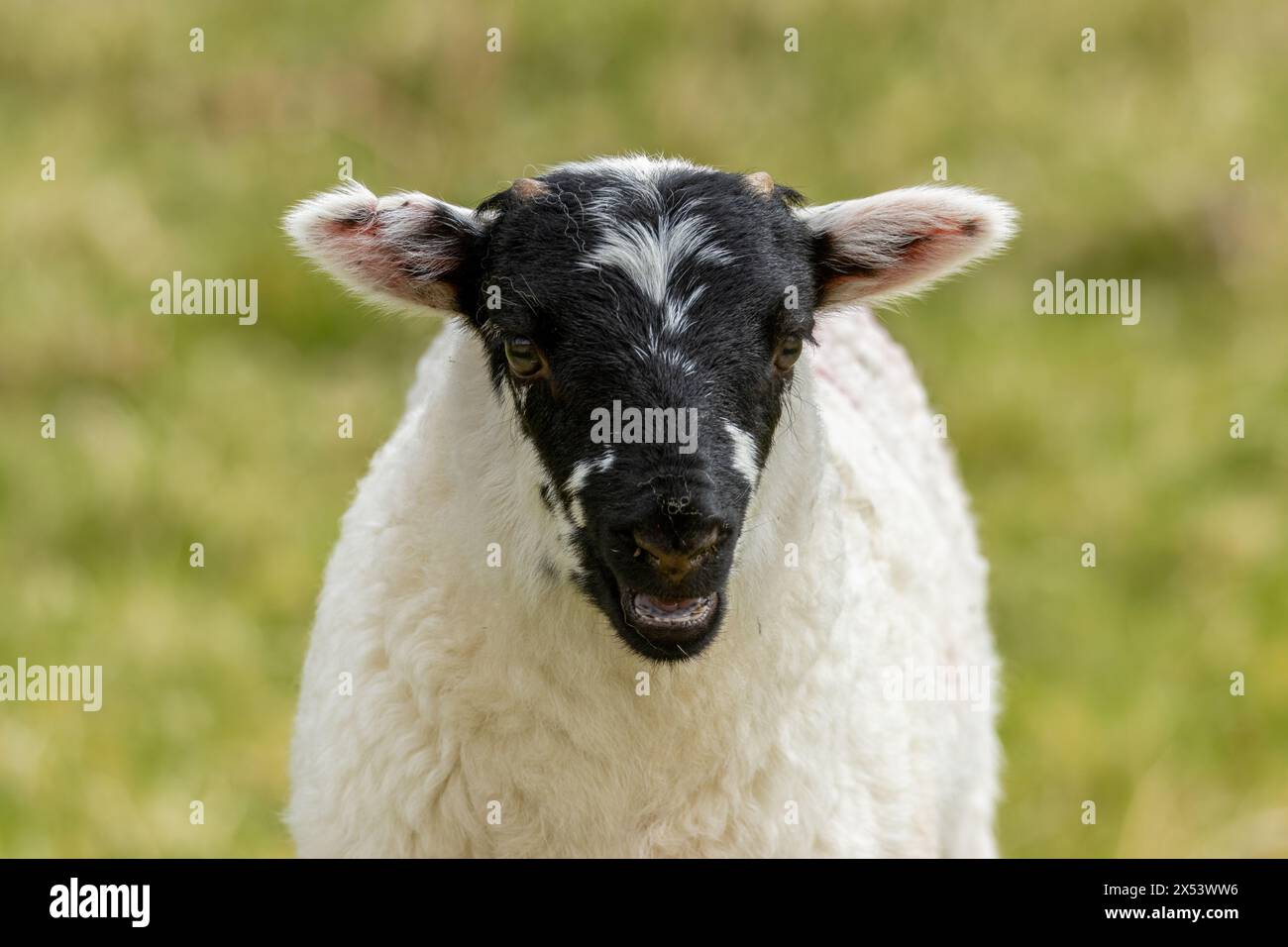 Baby lamb black face hi-res stock photography and images - Alamy