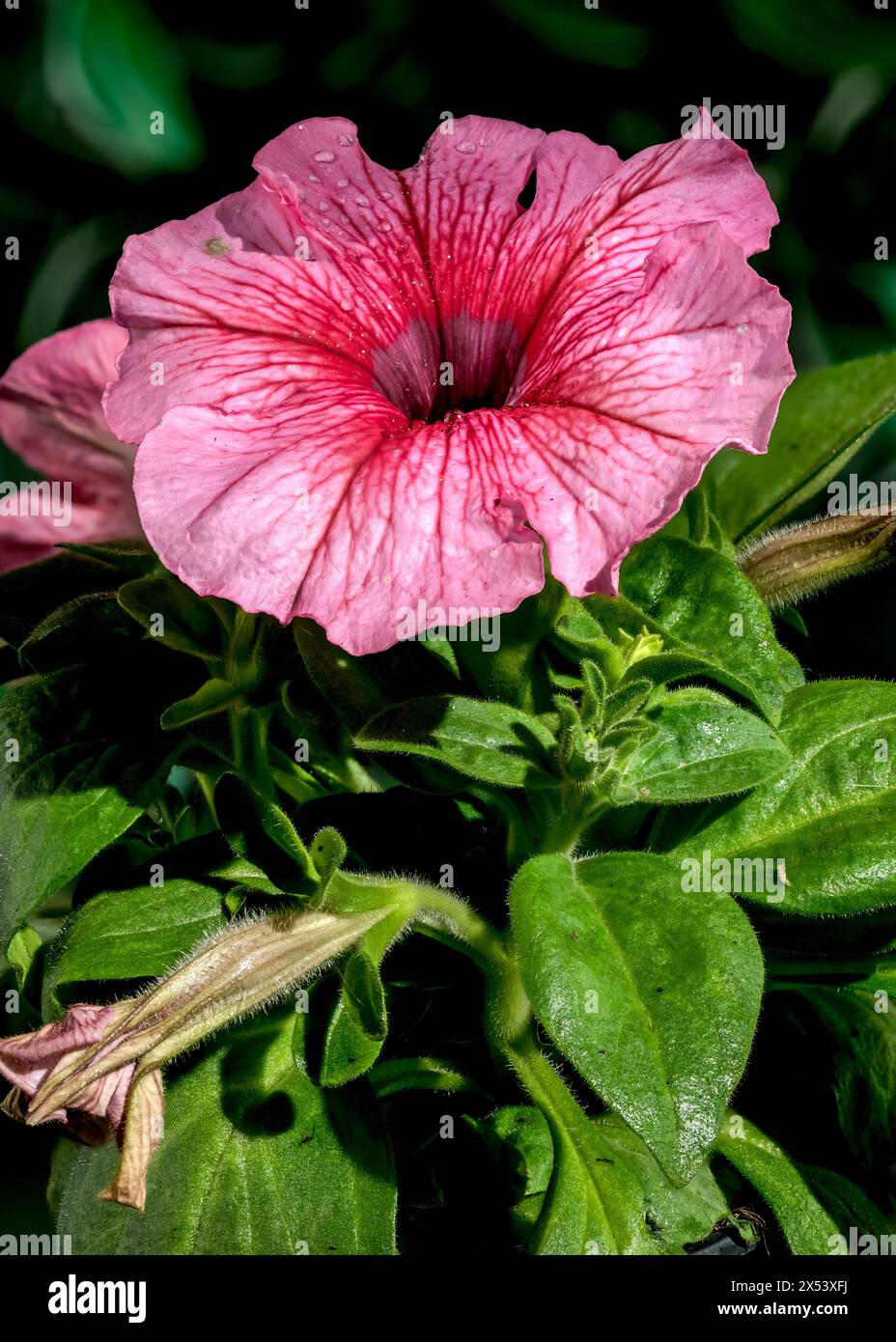 Beautiful Blooming pink Petunia hybrid grandiflora Limbo flowers on a ...