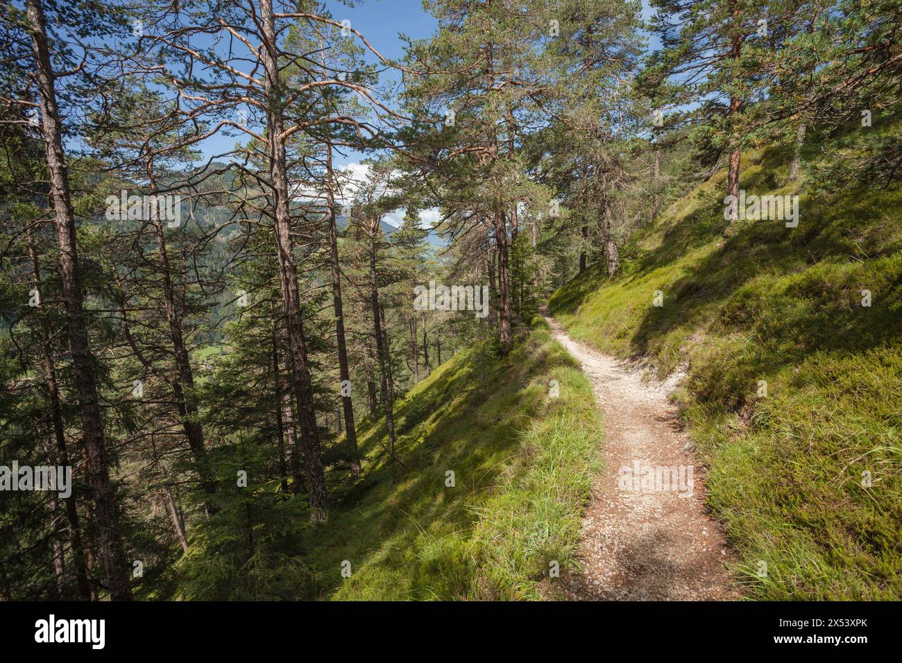Long a path inside a peaceful forest , no people around Stock Photo - Alamy