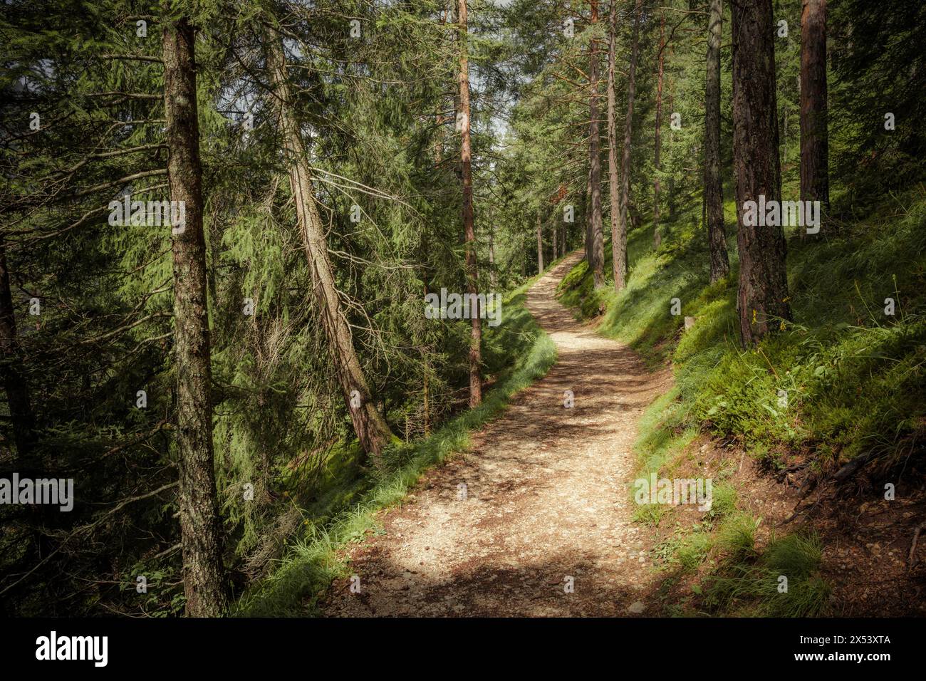 Long a path inside a peaceful forest , no people around Stock Photo - Alamy