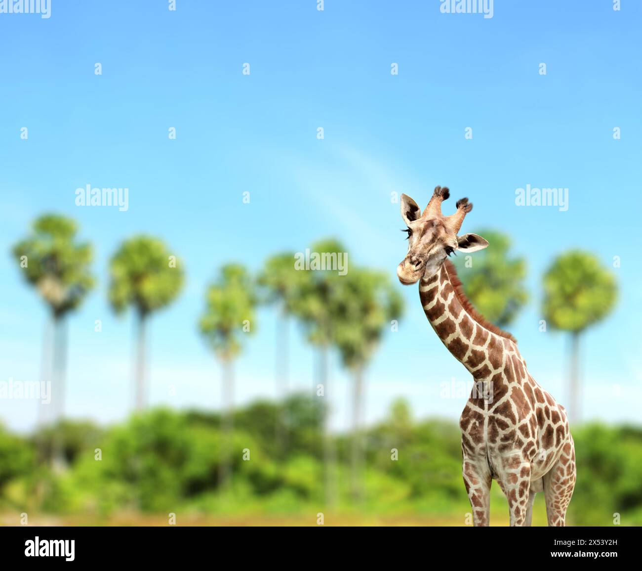 Cute curiosity giraffe on summer landscape background. The giraffe ...