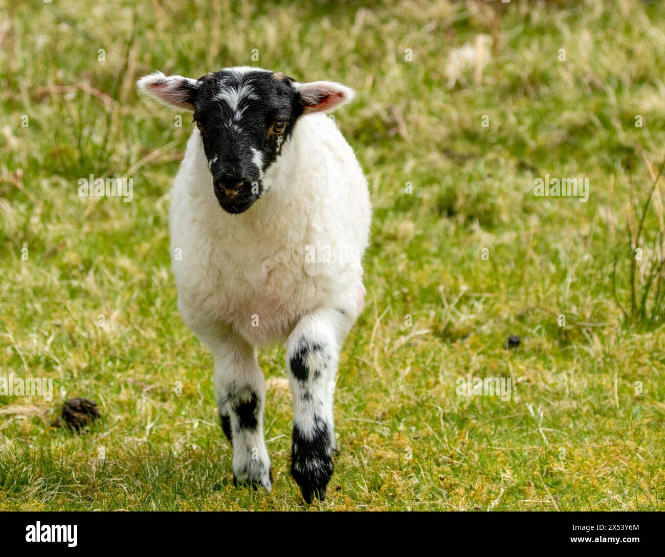 Lamb face close up sheep hi-res stock photography and images - Alamy