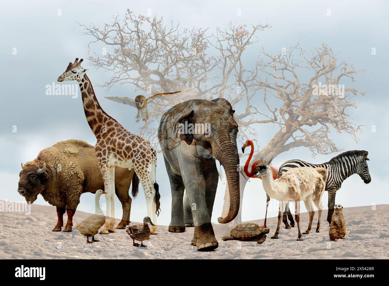 Double exposure of different animals and dry tree among parched soil ...