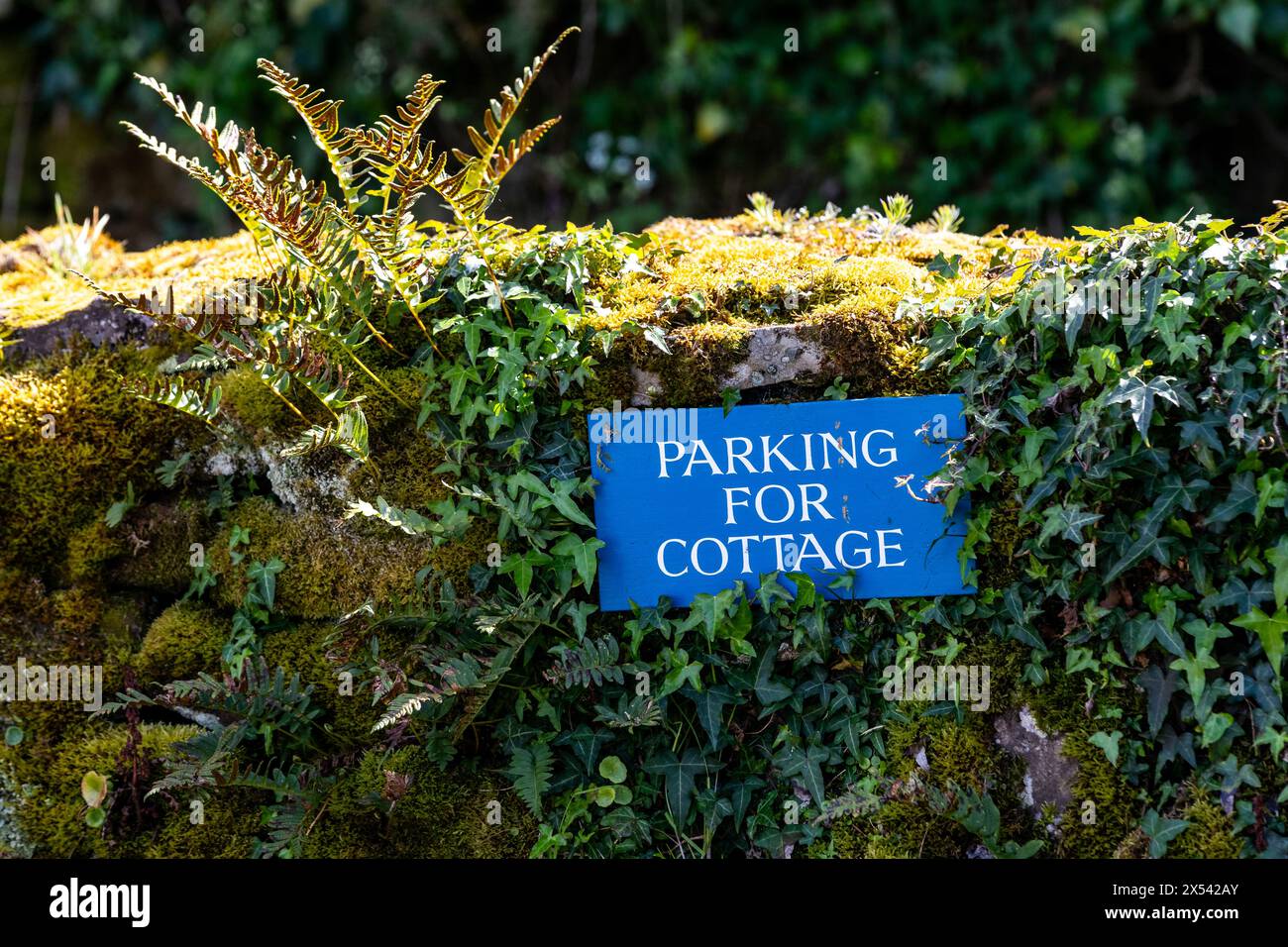 Parking for Cottage sign with Polypody ferns Stock Photo - Alamy