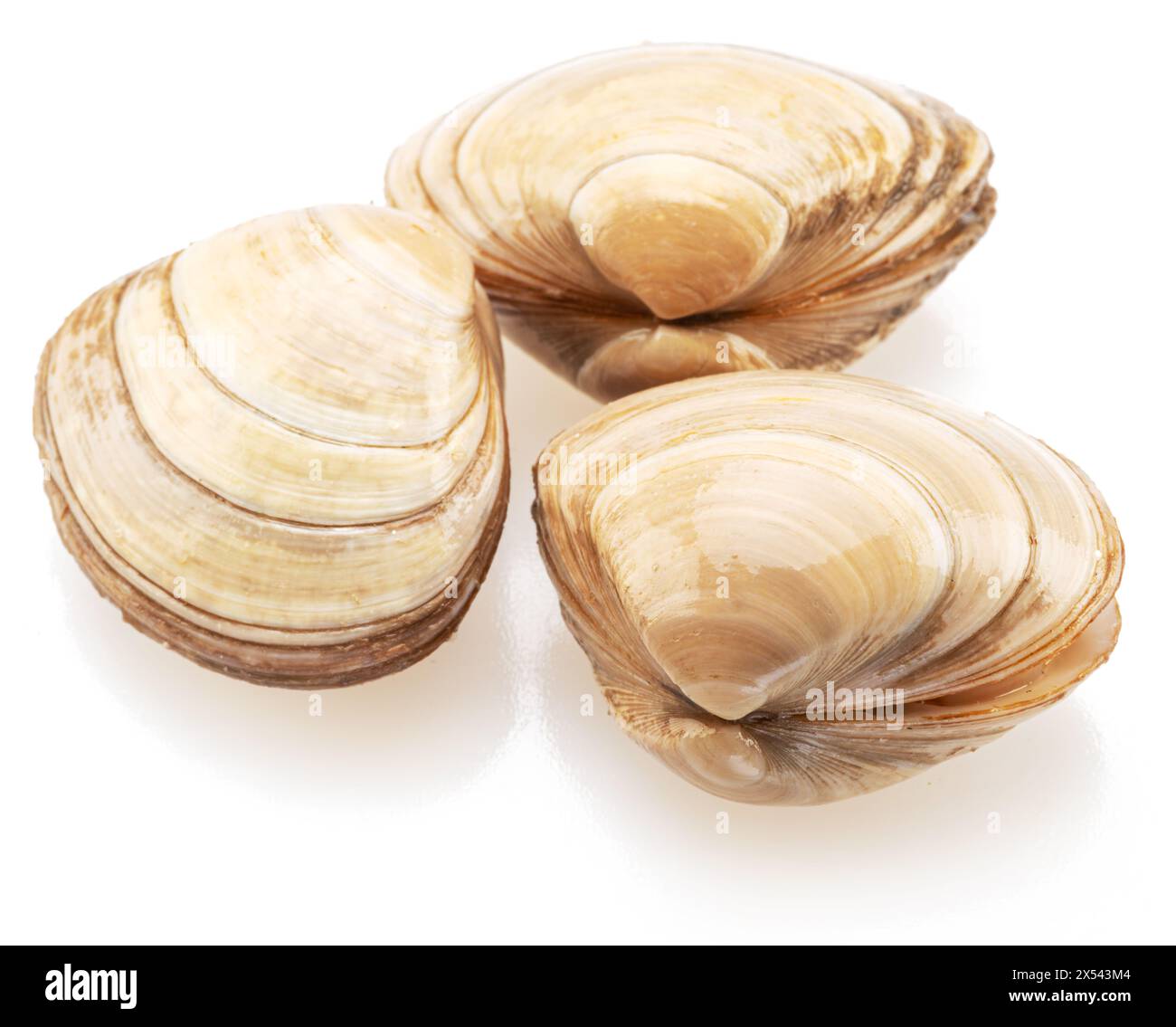 Three raw hard clams isolated on white background Stock Photo - Alamy